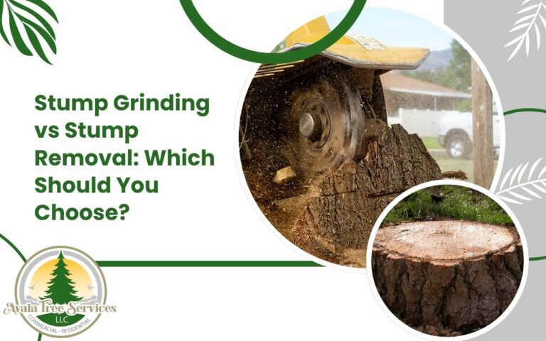 Stump Grinding vs Stump Removal: Choose the Right Method